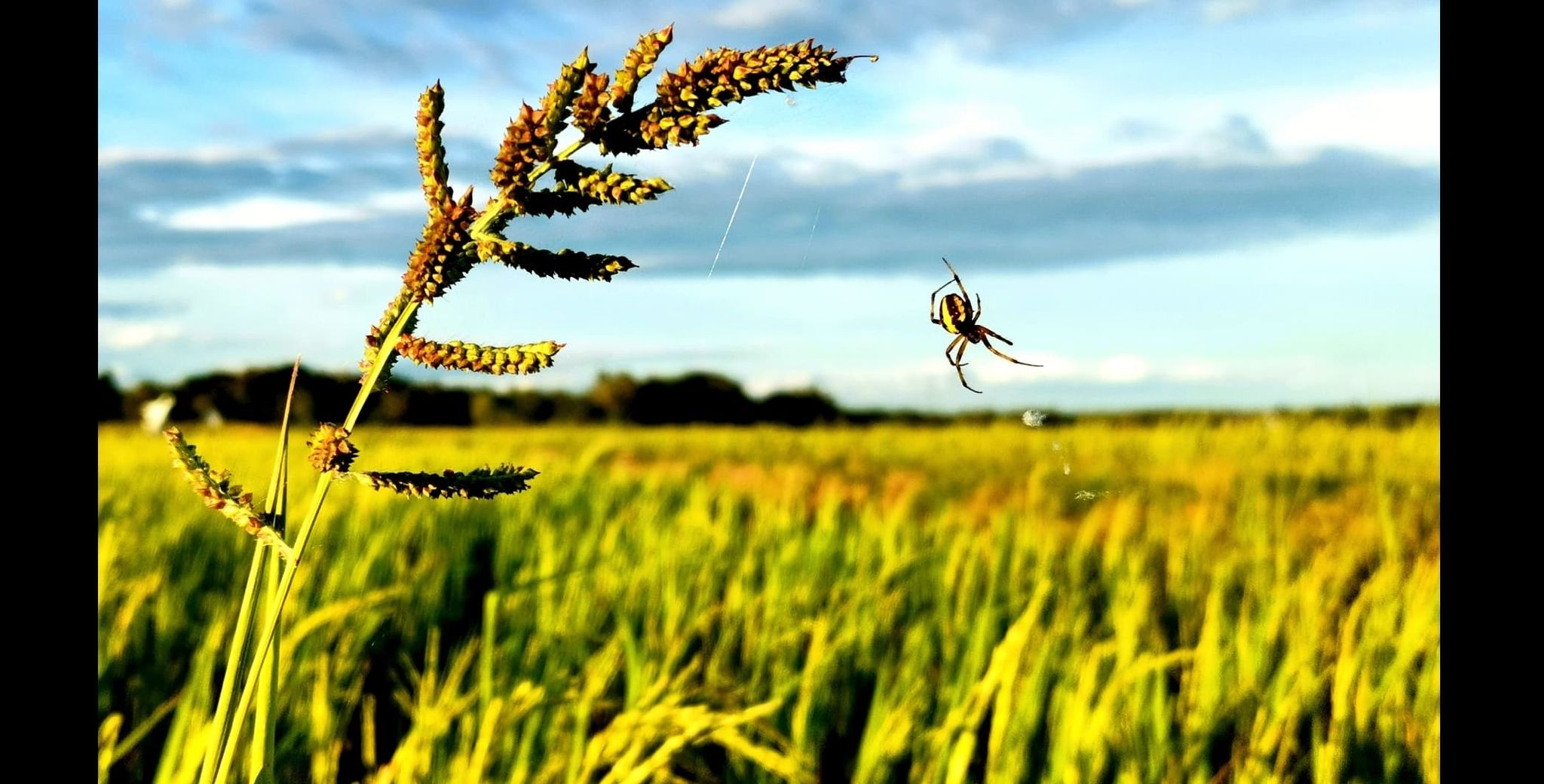 Hukum Sarang Laba-Laba | Bangun Indonesia