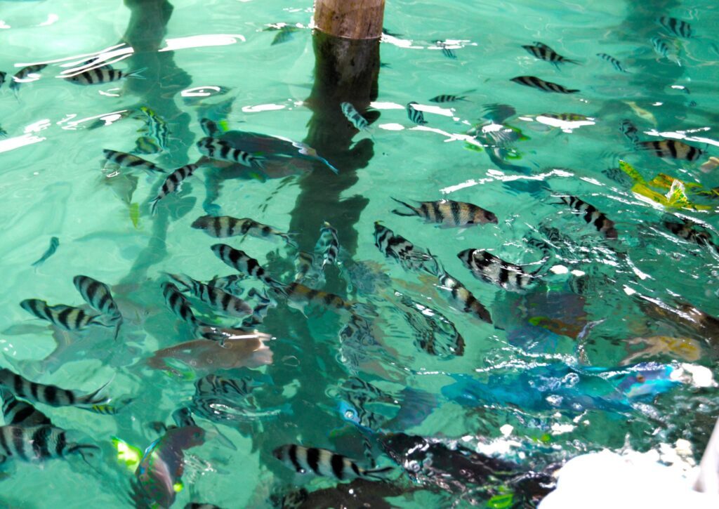 Senja di Waiwo | Bangun Indonesia